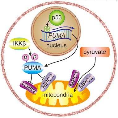 P53蛋白分子半衰期通常较短_新闻动态_爱诺美康